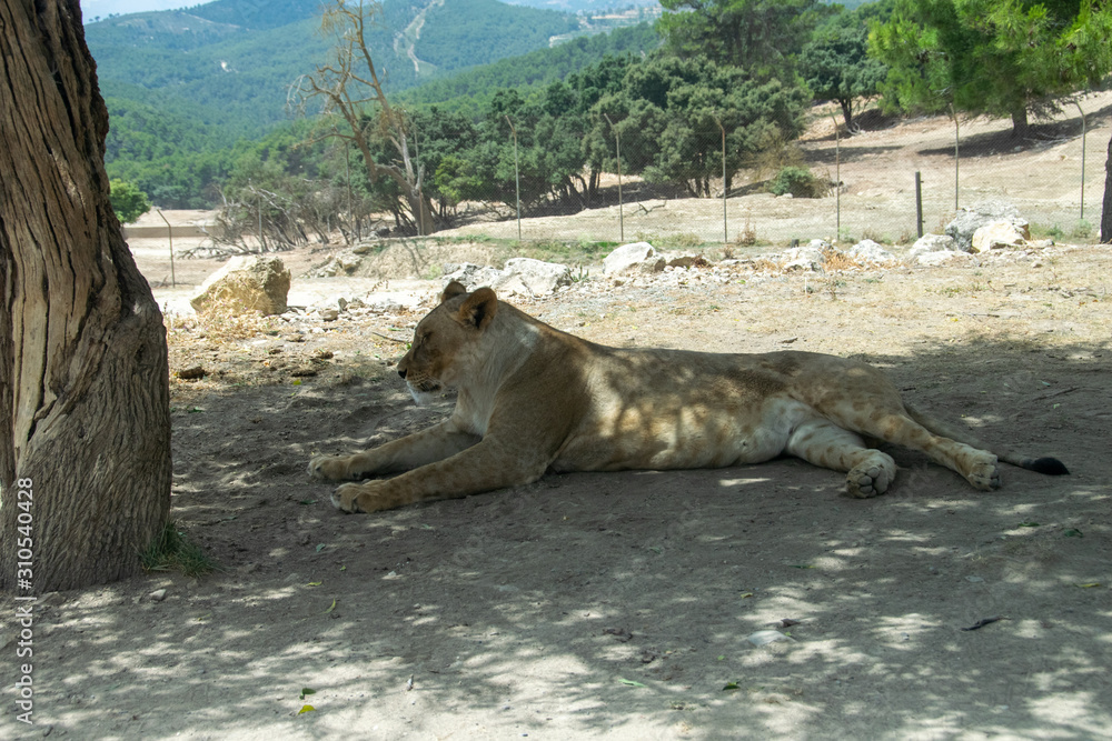 Animals in Aitana Safari park in Alicante, Comunidad Valenciana, Spain ...