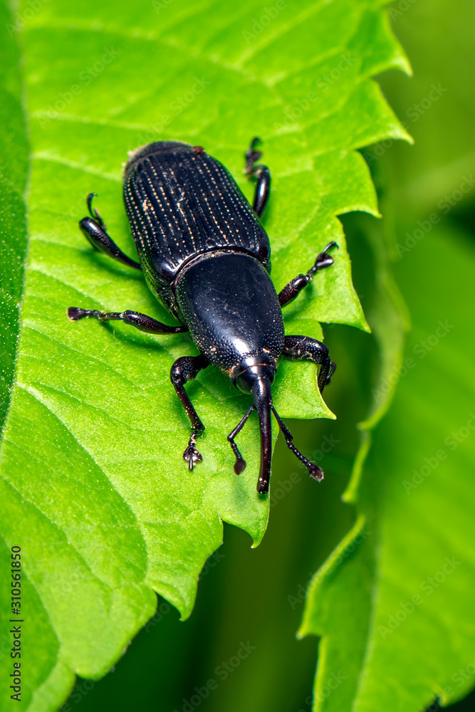 Image of banana root borer beetle (Cosmopolites sordidus) on green ...