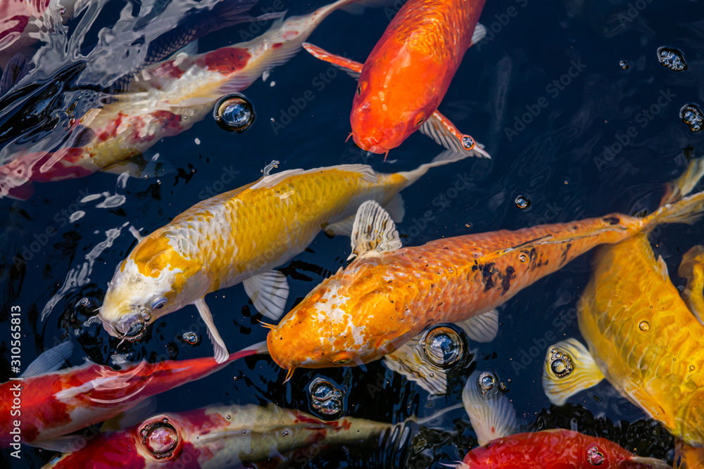 Japanese Koi Fish In Water