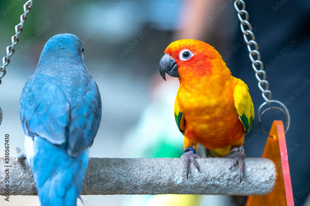 Lovebird parrots sitting together. This birds lives in the forest and ...