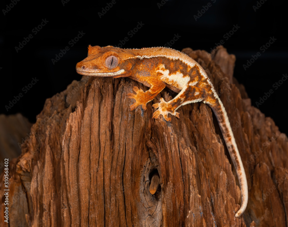 White Crested Gecko