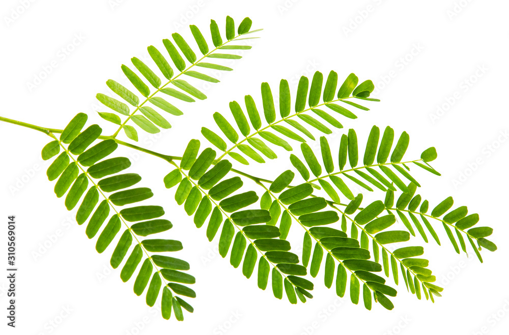 Tamarindus indica leaves(Tamarind, Indian Date)tropical isolated on ...
