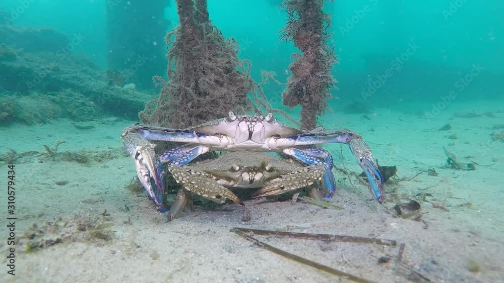 A pair of Blue Swimmer Crabs locked into a mating position on the ocean ...