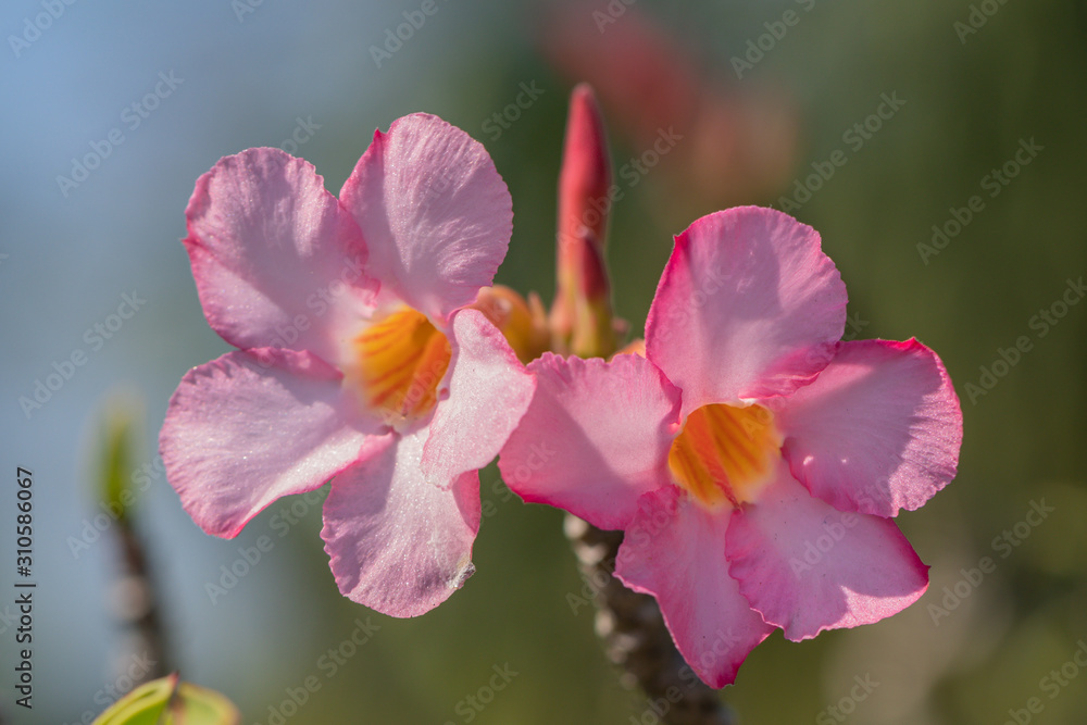 Selective focus pink and white Adenium obesum flower in a garden ...