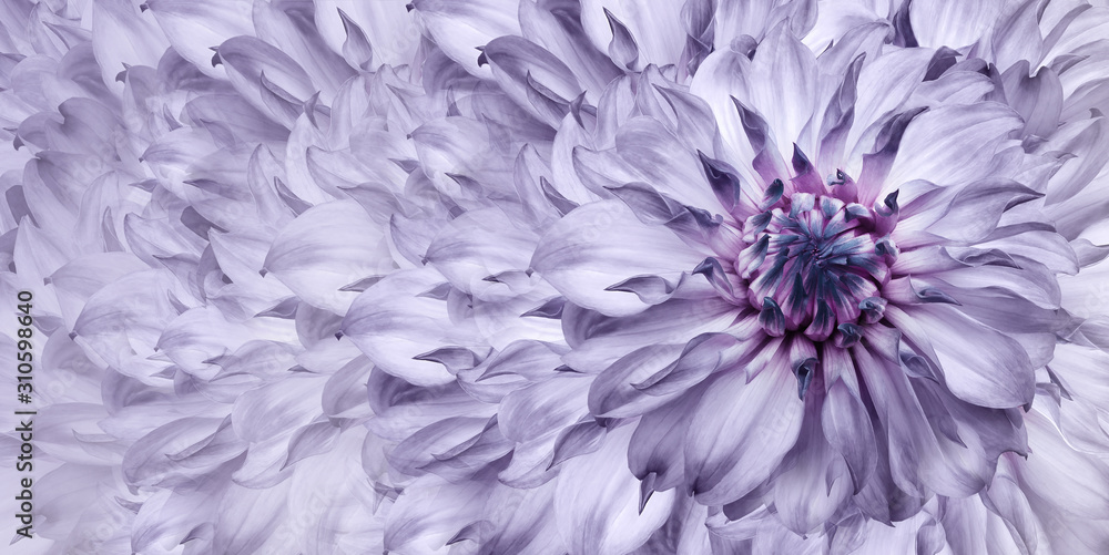 Light Violet Flower Background