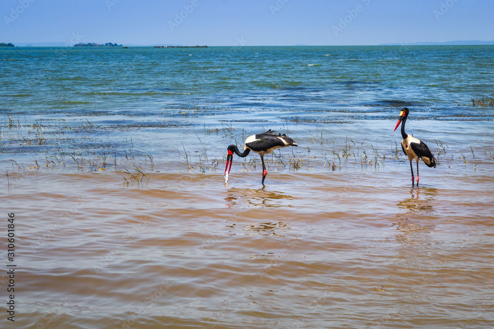 Male and female saddle-billed stork (Ephippiorhynchus senegalensis ...
