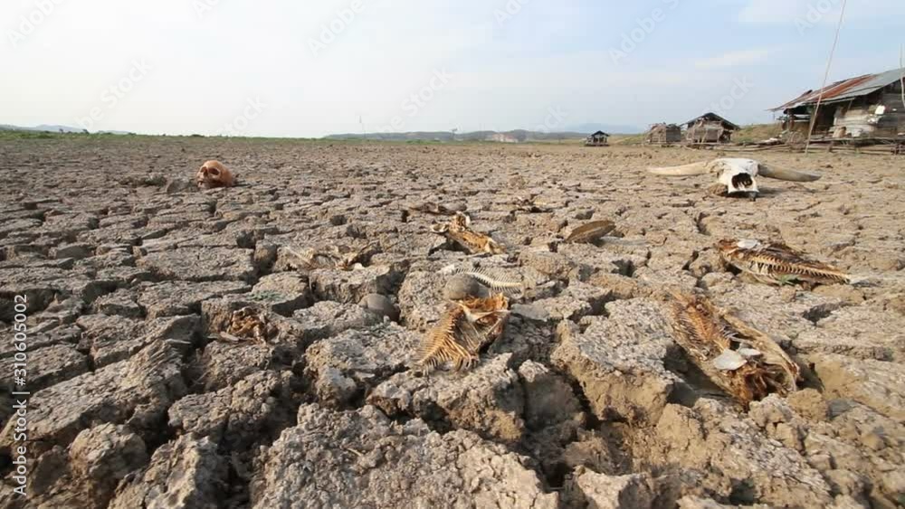 Climate change and global warming concept. Fish bone on dry lake and ...