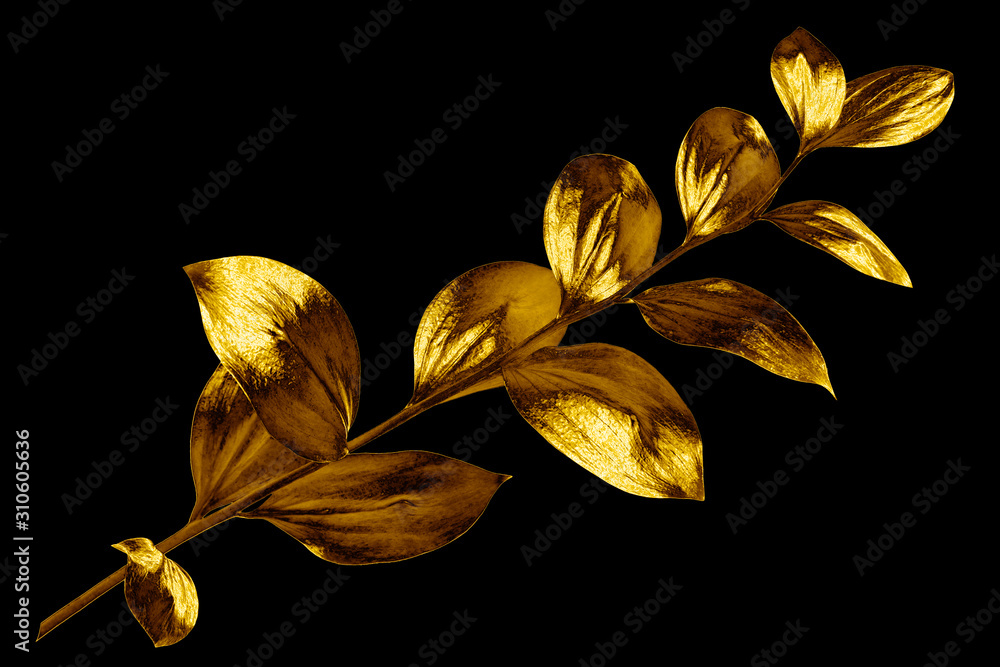 One golden leaves branch on black background isolated closeup ...