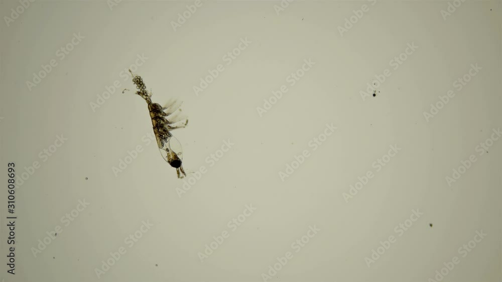 Copepoda copepod under a microscope, the Monstrillidae family, the ...
