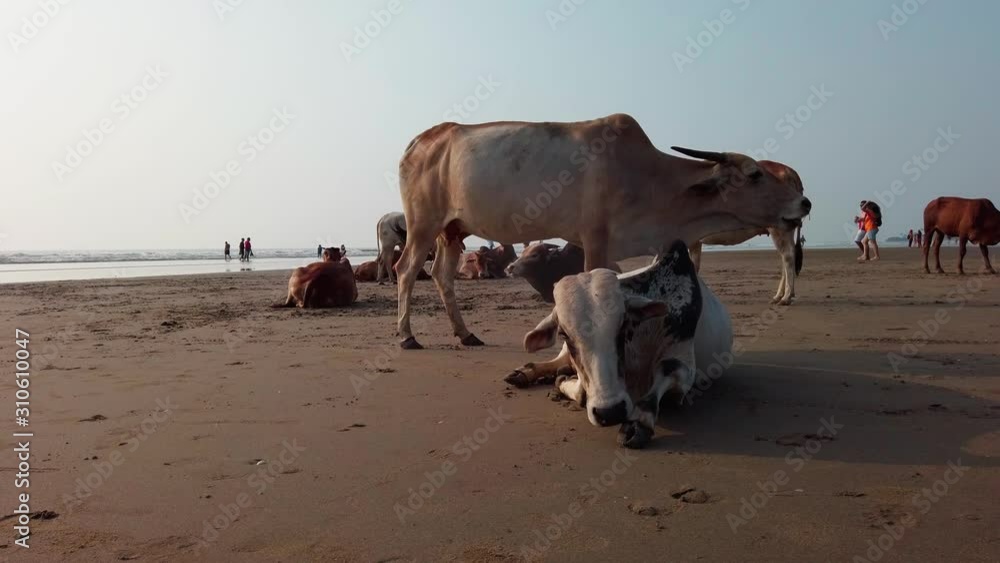 Cows on the beach in India, cows resting on a beach in Goa. Holy Indian ...