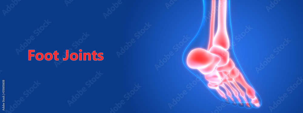 Human Skeleton System Foot Joints Anatomy Stock Illustration | Adobe Stock