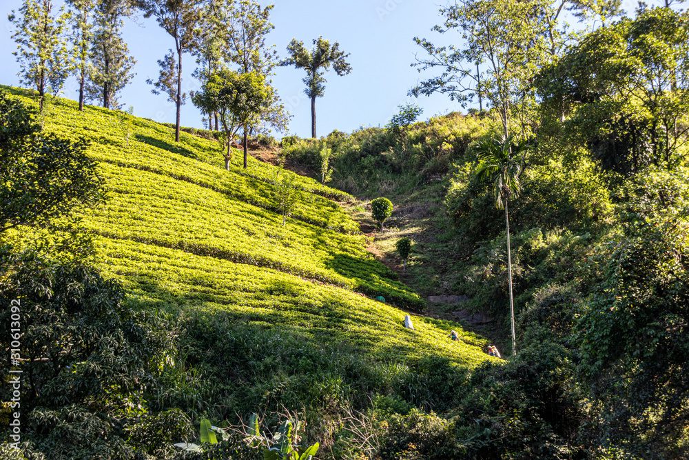 Highland tea plantation with tea pickers in the Central province of Sri ...