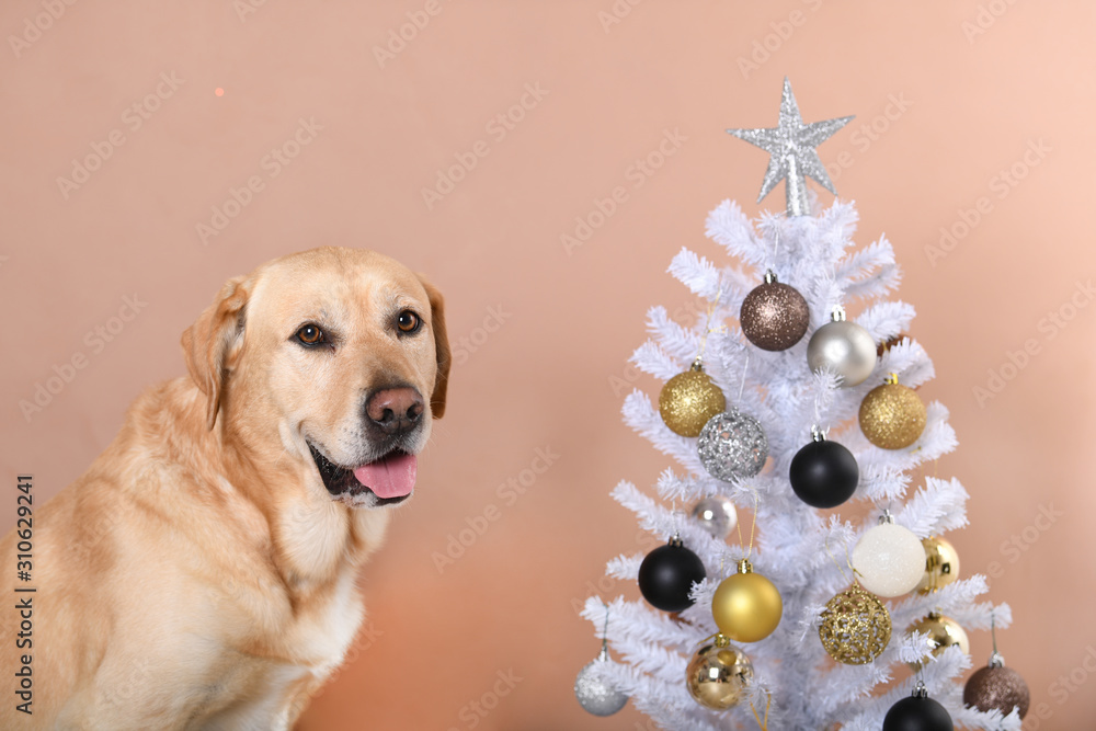 Labrador dog with a White Christmas Tree on a peach background Stock ...