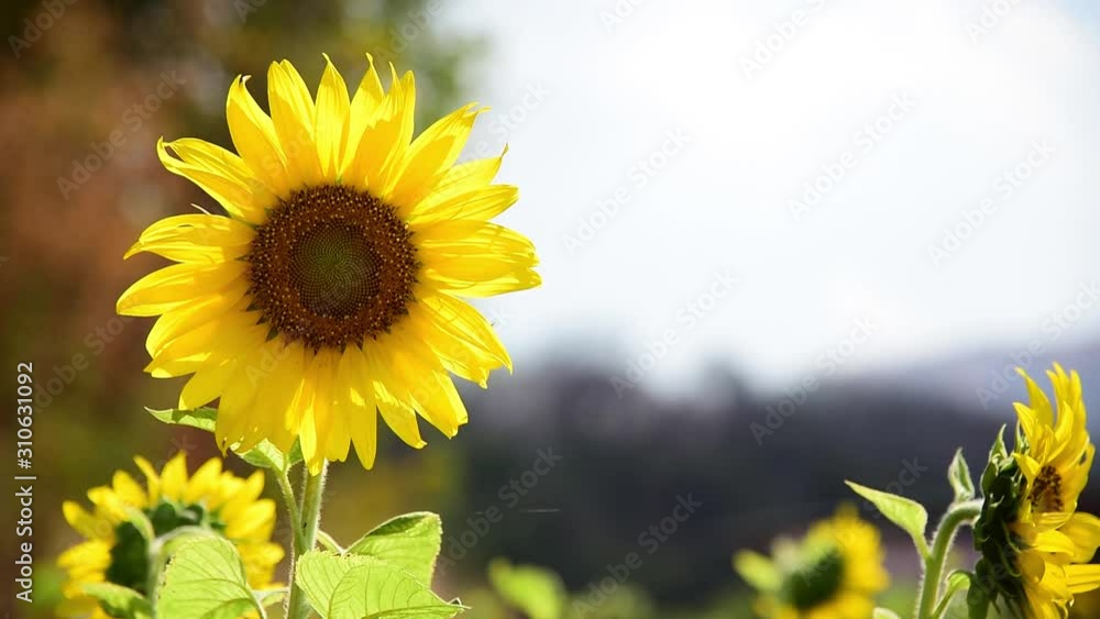 The sunflower in the sunflower field is moving Stock Video | Adobe Stock