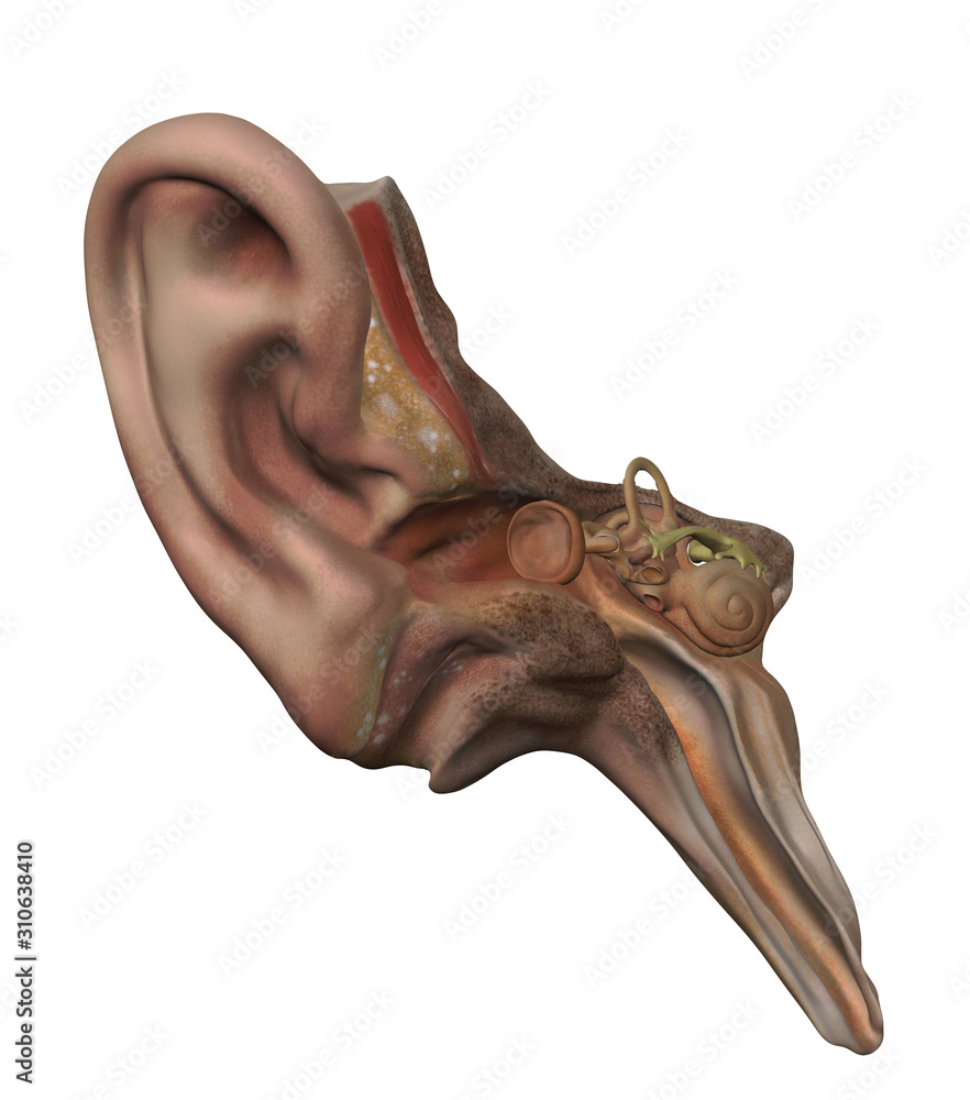 Auditory system ear human anatomy corss section side view 3d render ...