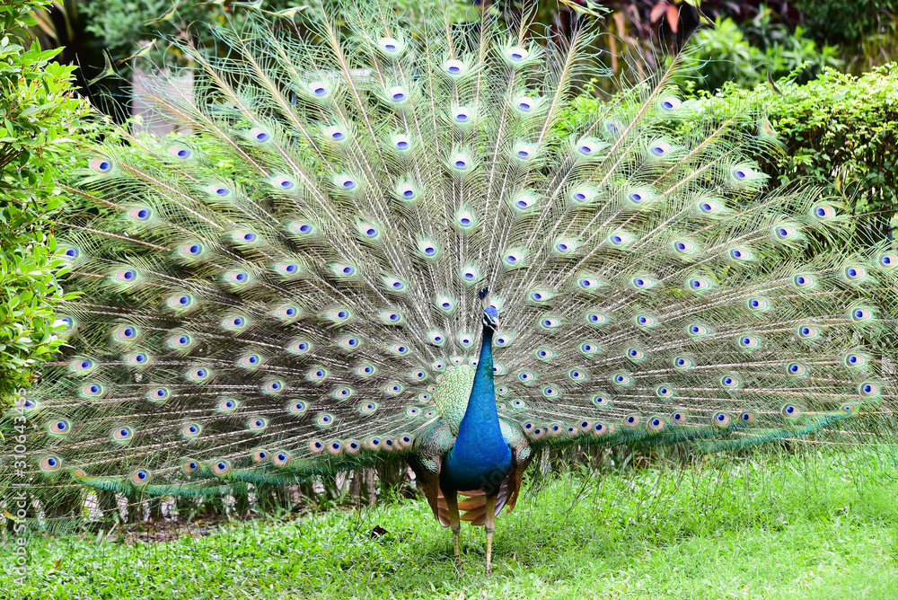 Chai nat Thailand December 26 2019 see birds at Chai NAT Bird Park is a ...