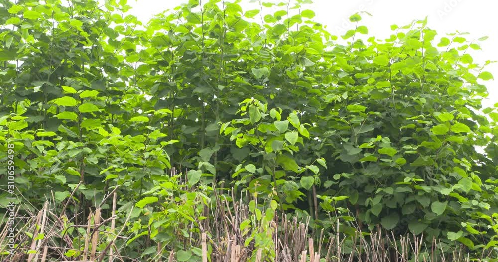 Japanese knotweed + new growth appears behind treated land parcel with ...