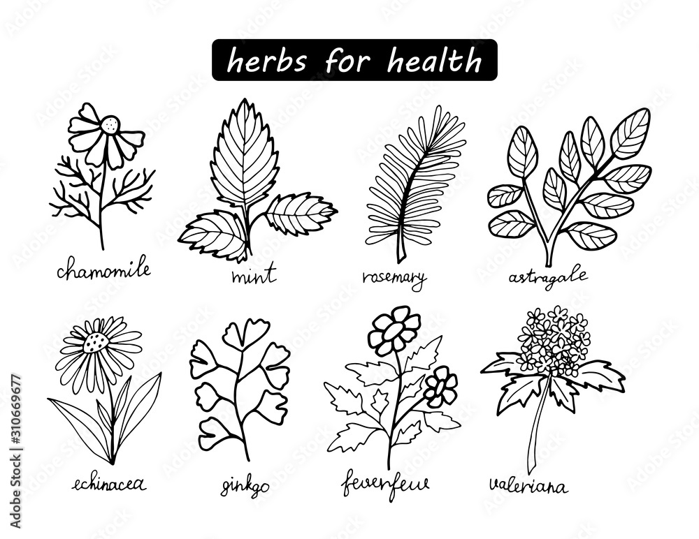 Black and white medical herbs set isolated on white background. Vector ...