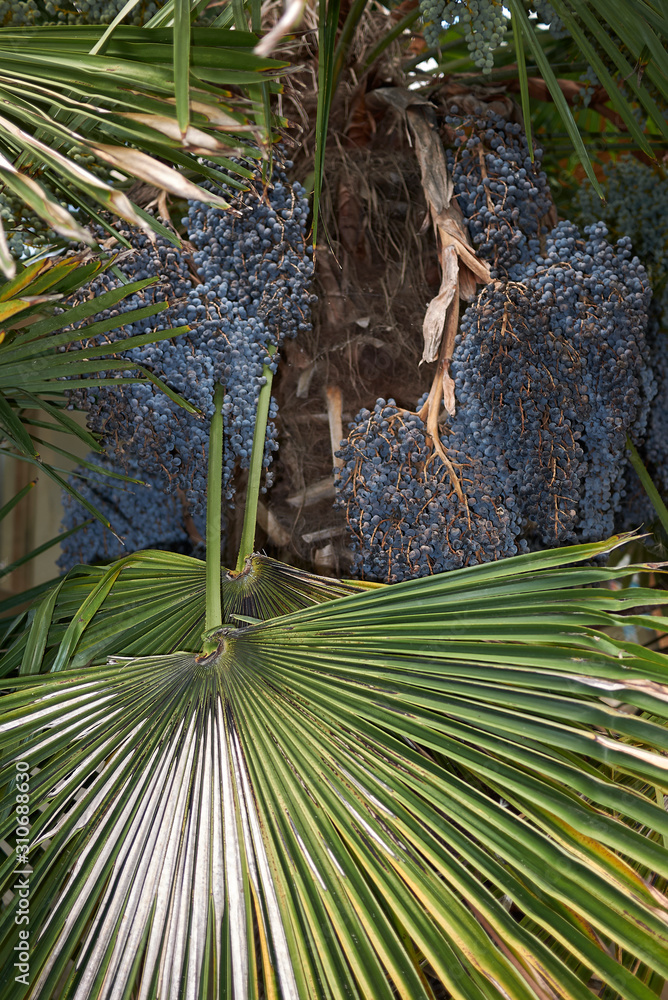 Trachycarpus fortunei, Stock Photo | Adobe Stock