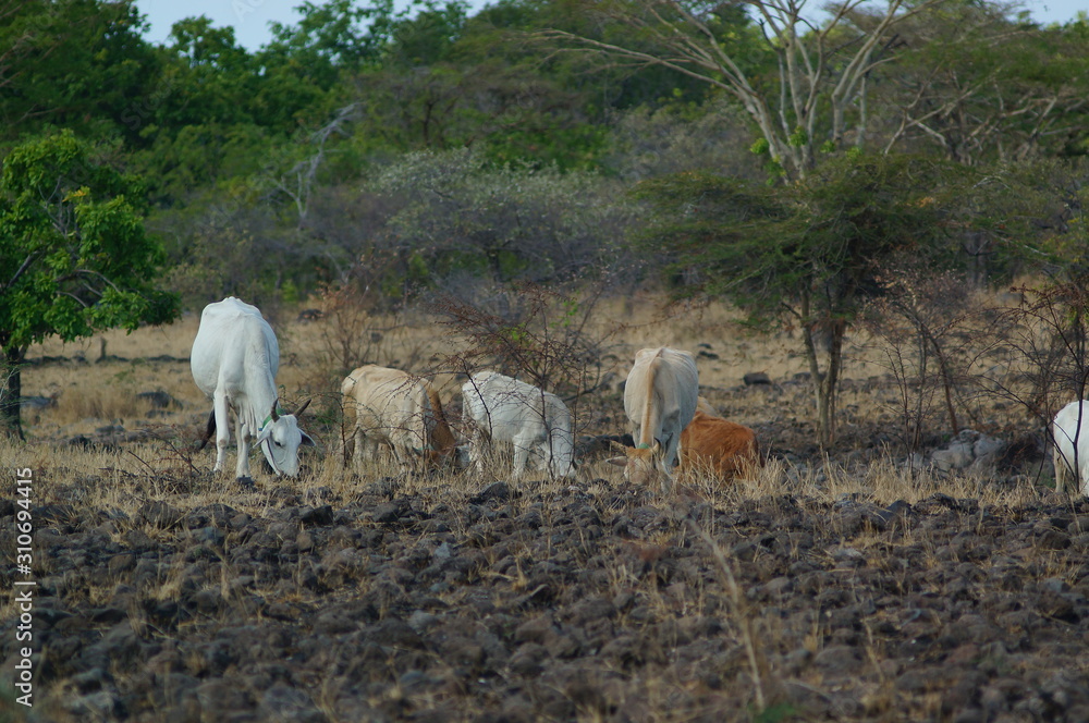 Ongole cattle is an indigenous cattle breed that originates from ...