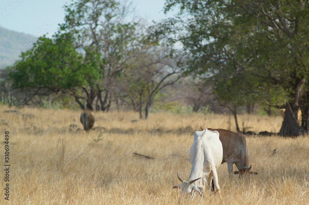 Foto de Ongole cattle is an indigenous cattle breed that originates ...