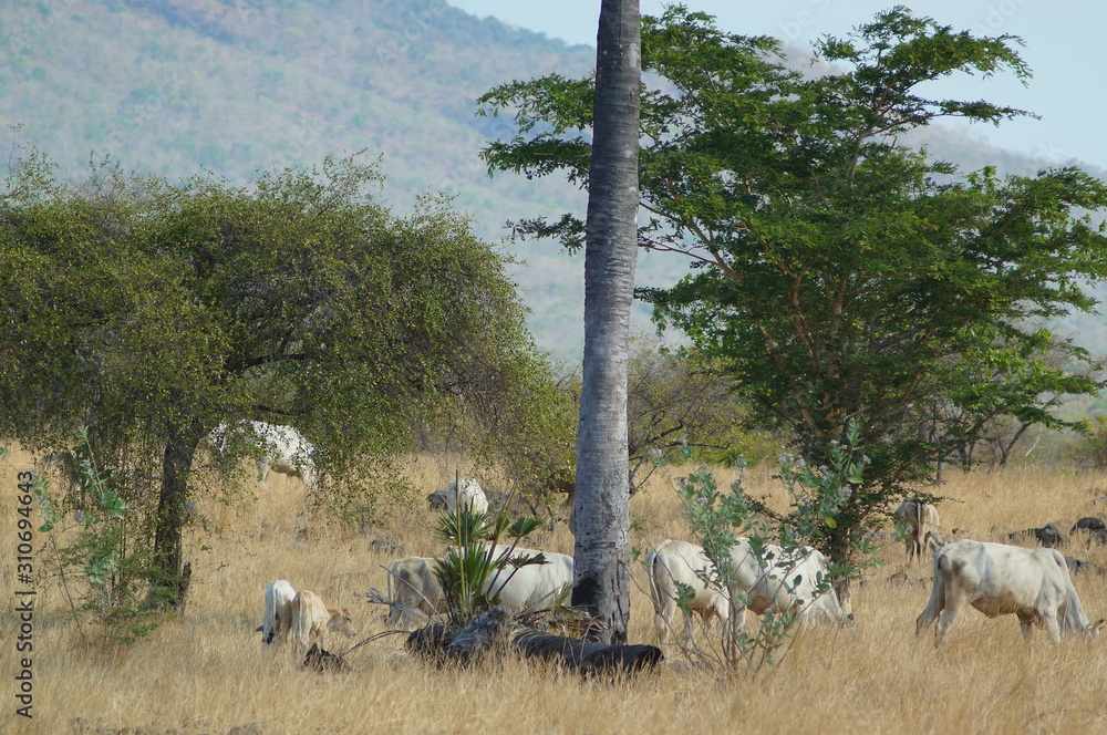 Ongole cattle is an indigenous cattle breed that originates from ...