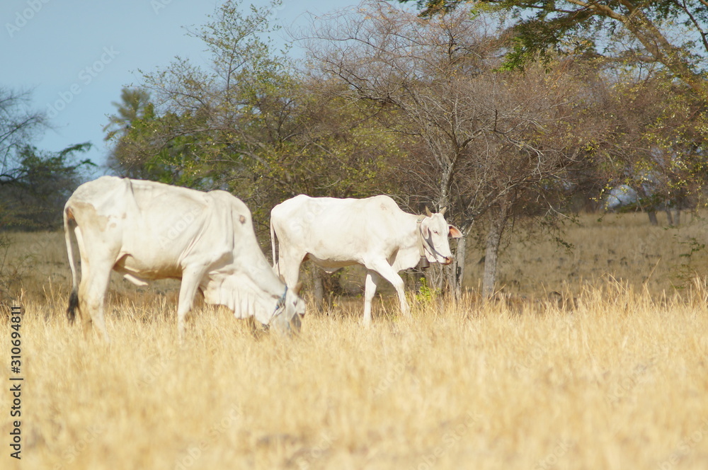 Ongole cattle is an indigenous cattle breed that originates from ...