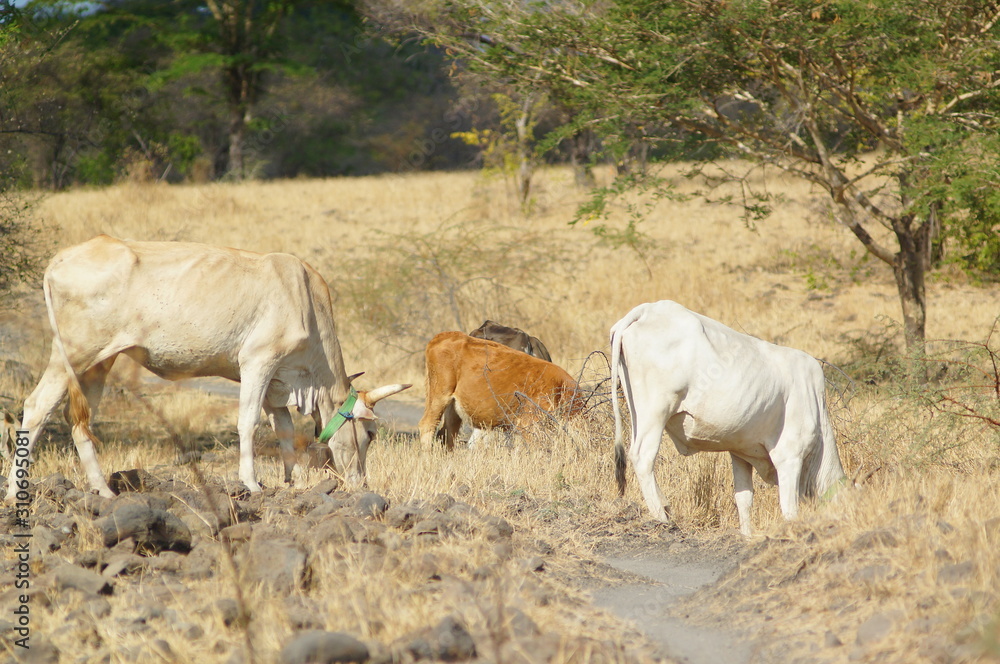 Ongole cattle is an indigenous cattle breed that originates from ...