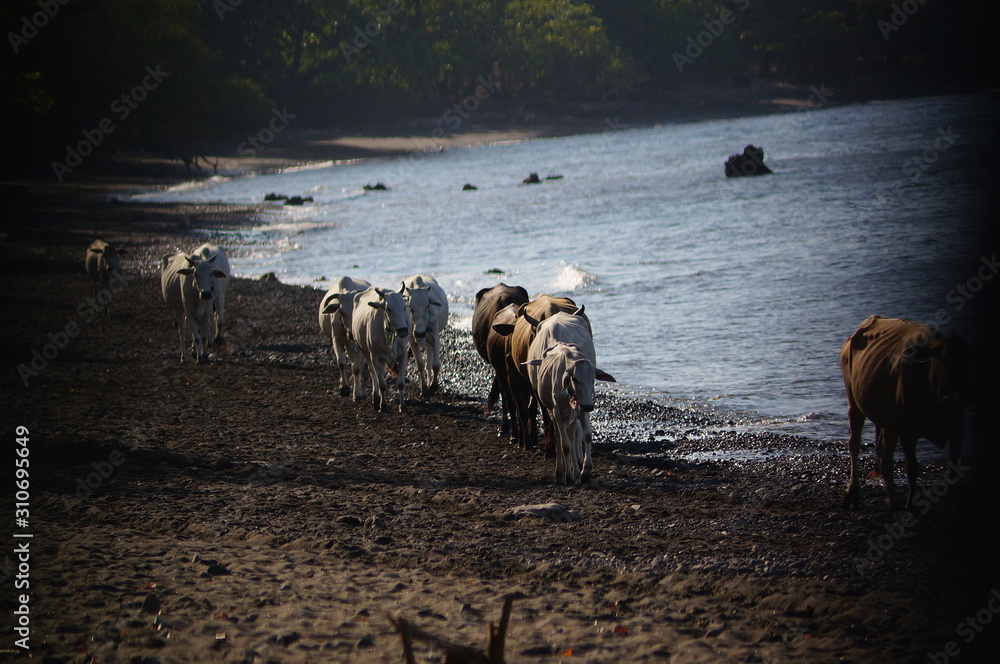 Ongole cattle is an indigenous cattle breed that originates from ...