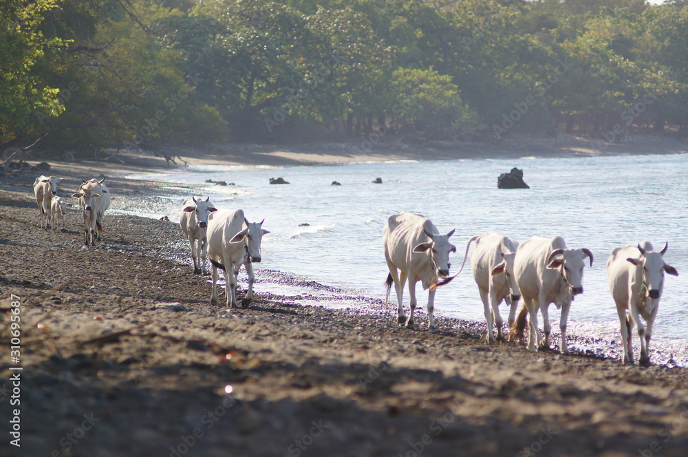 Ongole cattle is an indigenous cattle breed that originates from ...