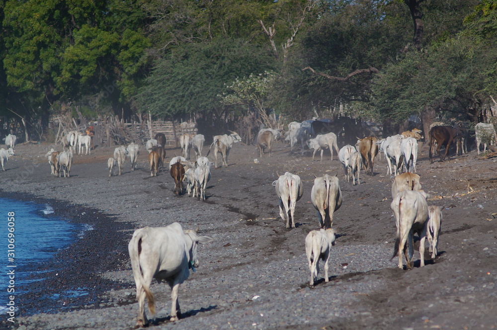 Ongole cattle is an indigenous cattle breed that originates from ...