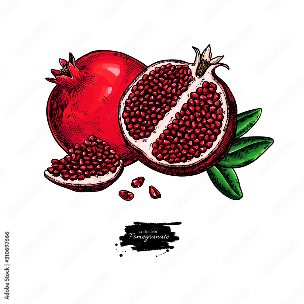 Pomegranate vector drawing. Hand drawn tropical fruit illustration ...