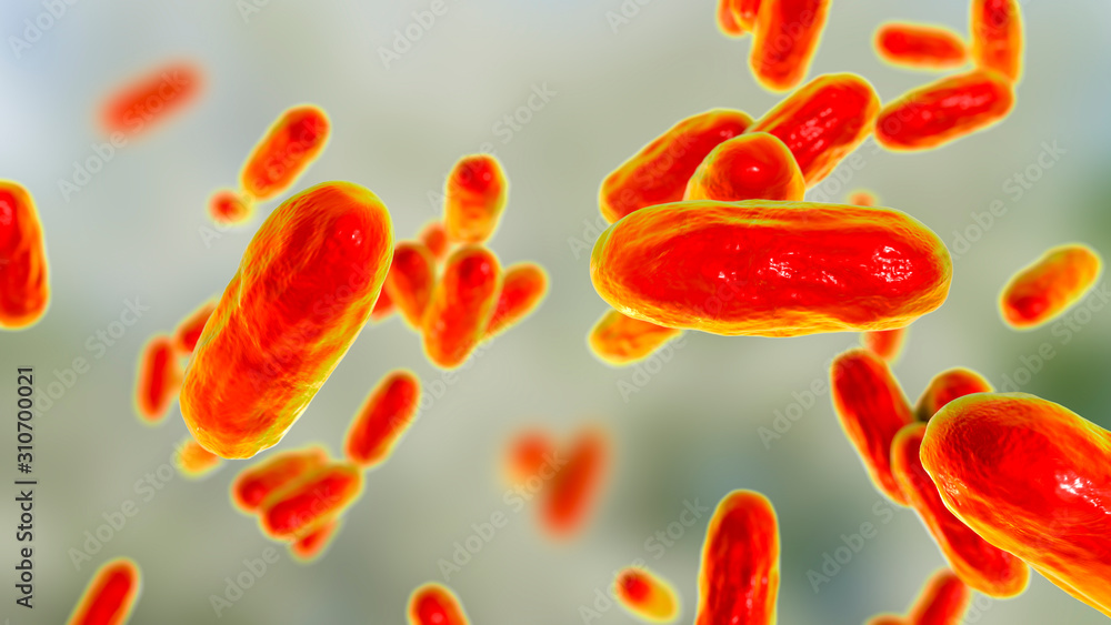 Bacteria Bordetella pertussis, 3D illustration. Gram-negative coccobacilli bacteria which cause ...
