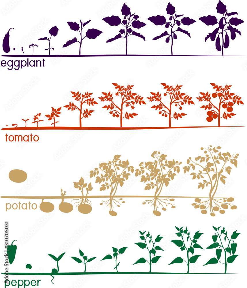 Set of life cycles of nightshade plants (pepper, tomato, potato and ...
