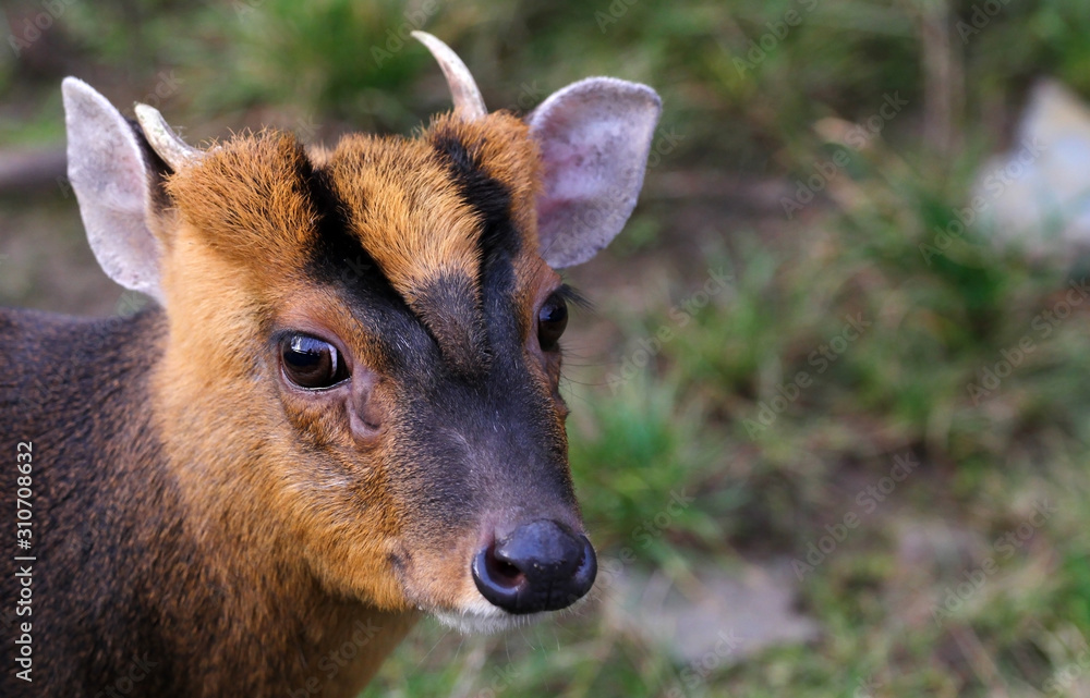 Portrait of a dwarf antelope, wild animal in nature, rare species Stock ...