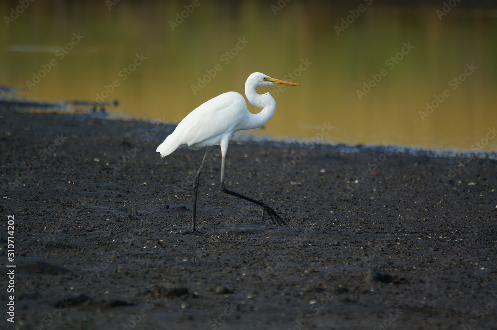 The great egret (Ardea alba) is a species of bird from the family ...