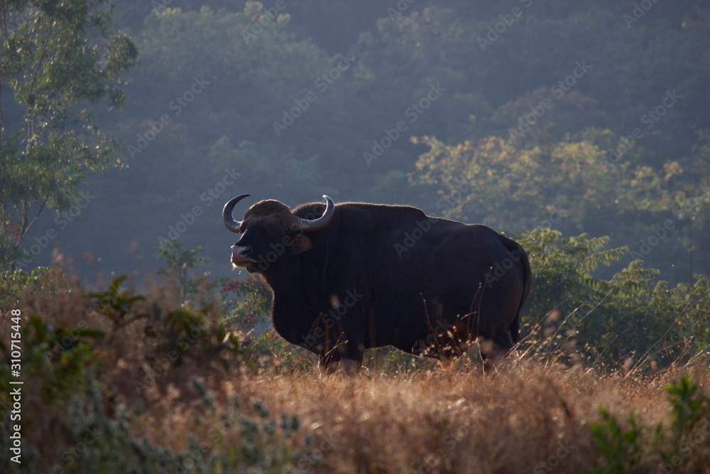 Wild Bison walking in the forest in western ghats Radhanagari Wildlife ...