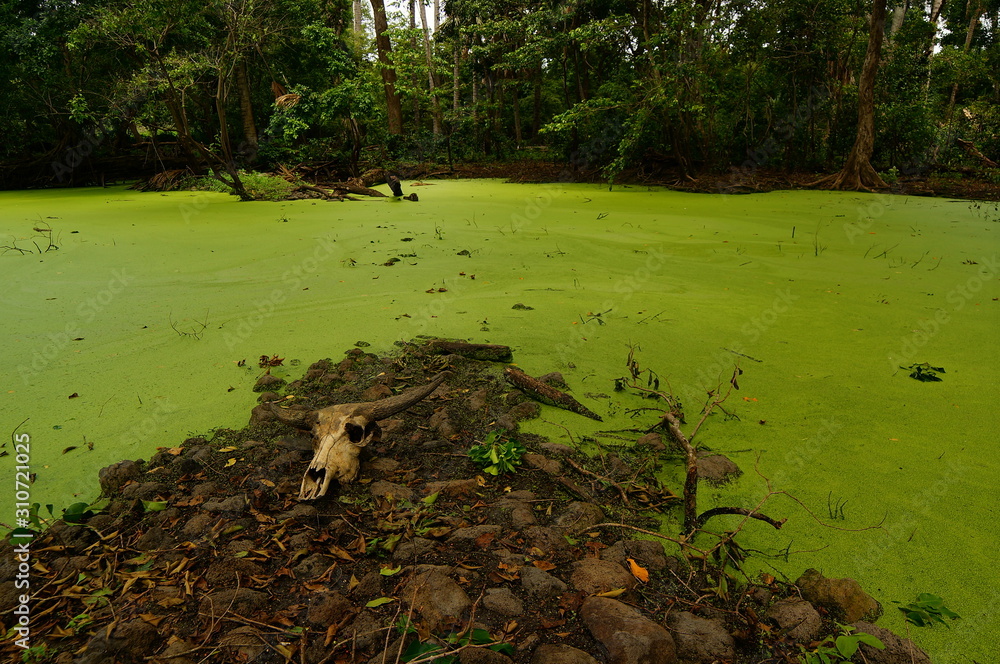Skulls of animals lying in the green valley of the wilderness Stock ...