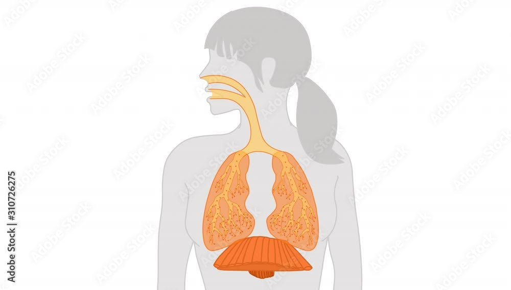 Woman breathing animation. Loop. Motion air, oxygen in the lungs and ...