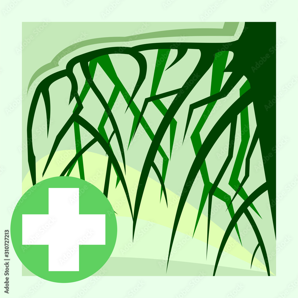 Medicinal roots. Vector. Natural traditional medicine. Banner, graphic ...