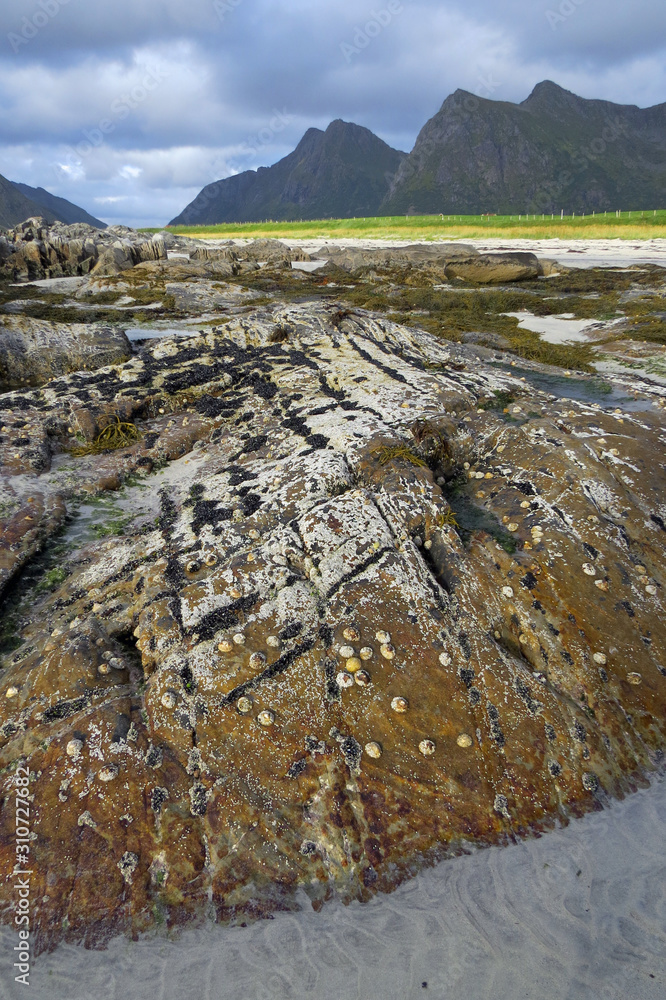 Impressive flat rock formation with attached acorn barnacles on the ...