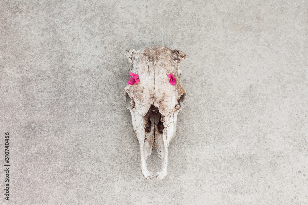 Dead bones, new life Stock Photo | Adobe Stock