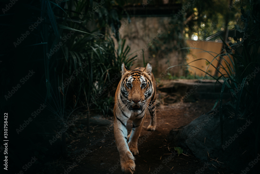 Bali Tiger Stock Photo | Adobe Stock