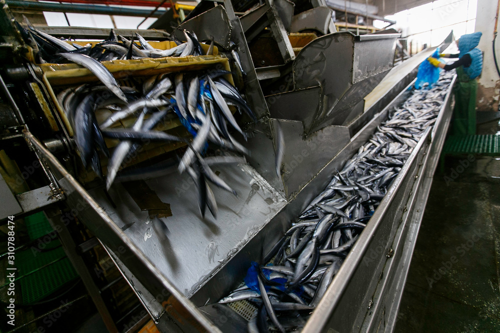 Raw sea fish on a factory conveyor. Production of canned fish. Stock ...