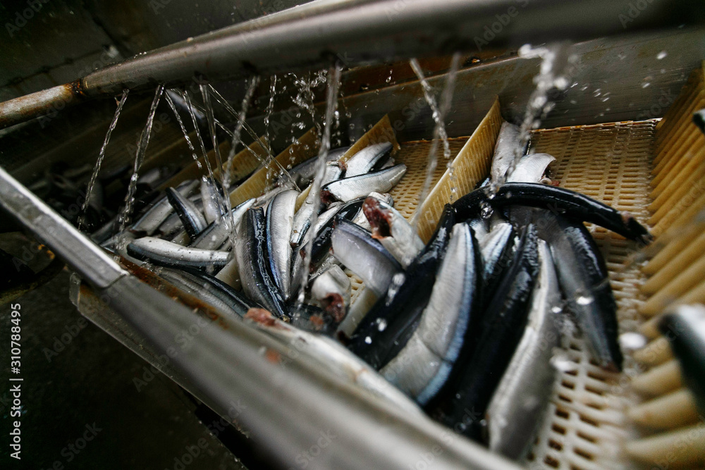 Raw sea fish on a factory conveyor. Production of canned fish. Stock ...