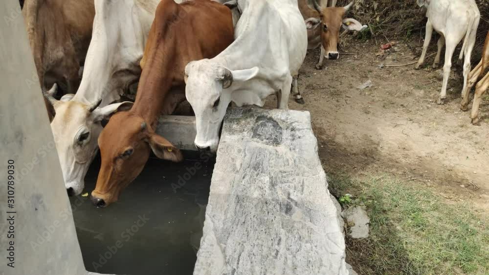 Cows drinking water on dairy farm. Cows breeding at modern milk farm ...