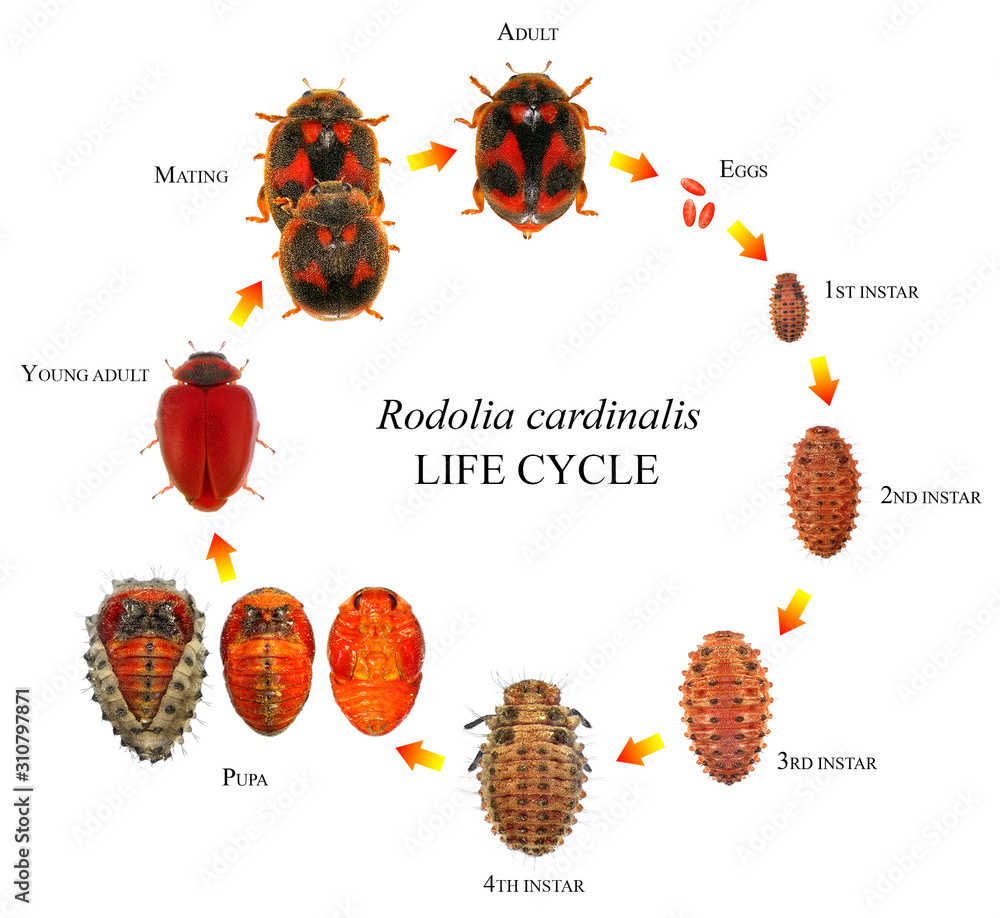 Ladybird Beetle Life Cycle