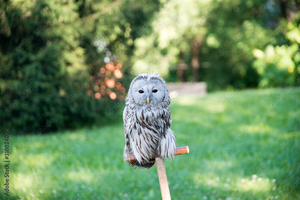 owl, bird, wildlife, animal, nature, beak, grey, wild, great, feather ...