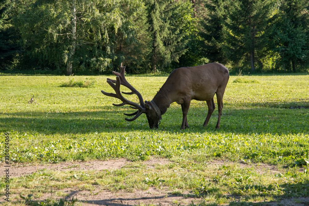 animal, buffalo, nature, mammal, wildlife, bull, cow, wild, grass ...