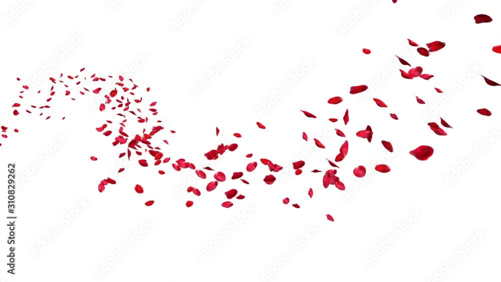 A lot of red rose petals floating on the curve. Red rose petals ...
